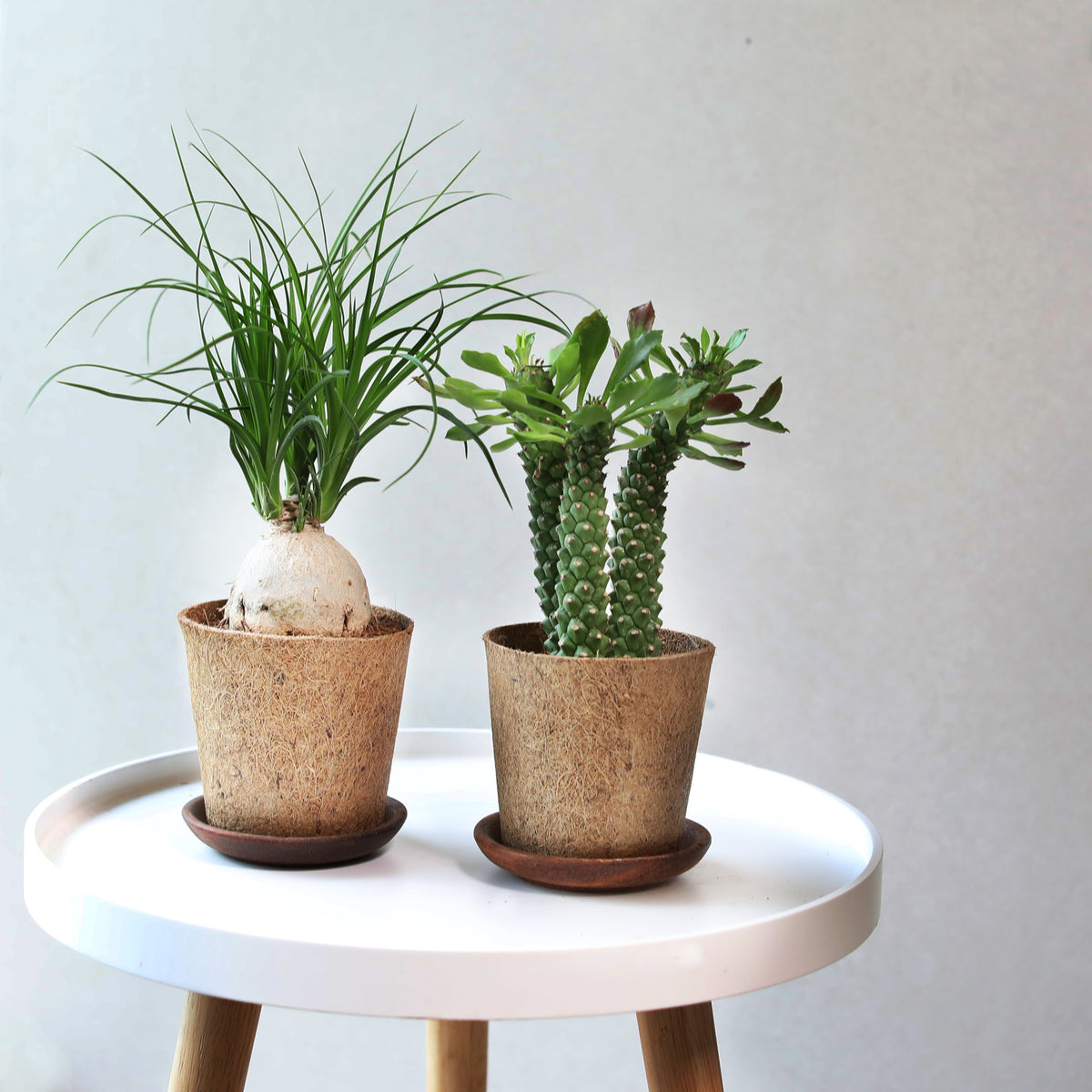 Cocoz grow pots – EasyCare Plants